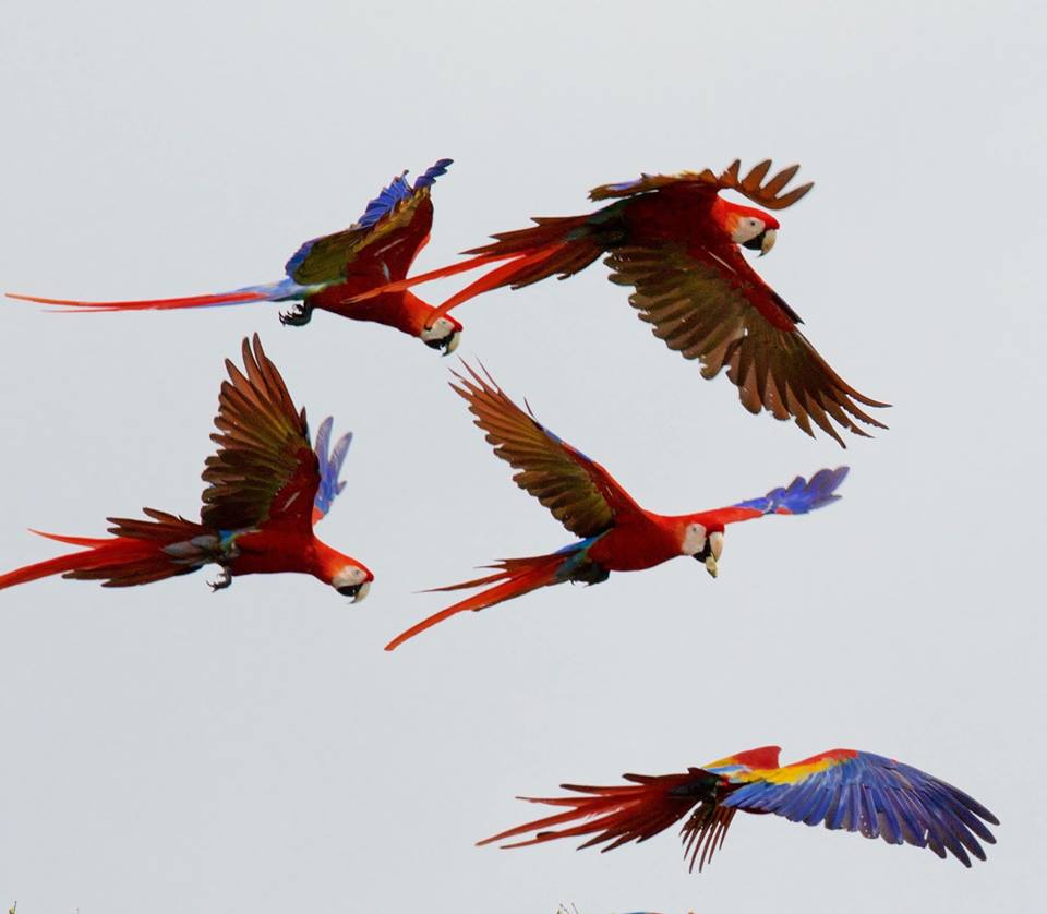 7 Most Popular Birds of Costa Rica