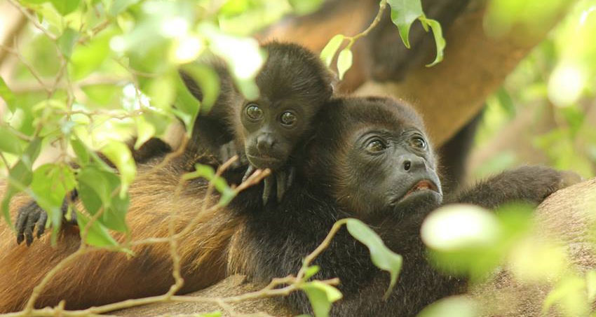 Nature & Wildlife - Central America Vacation